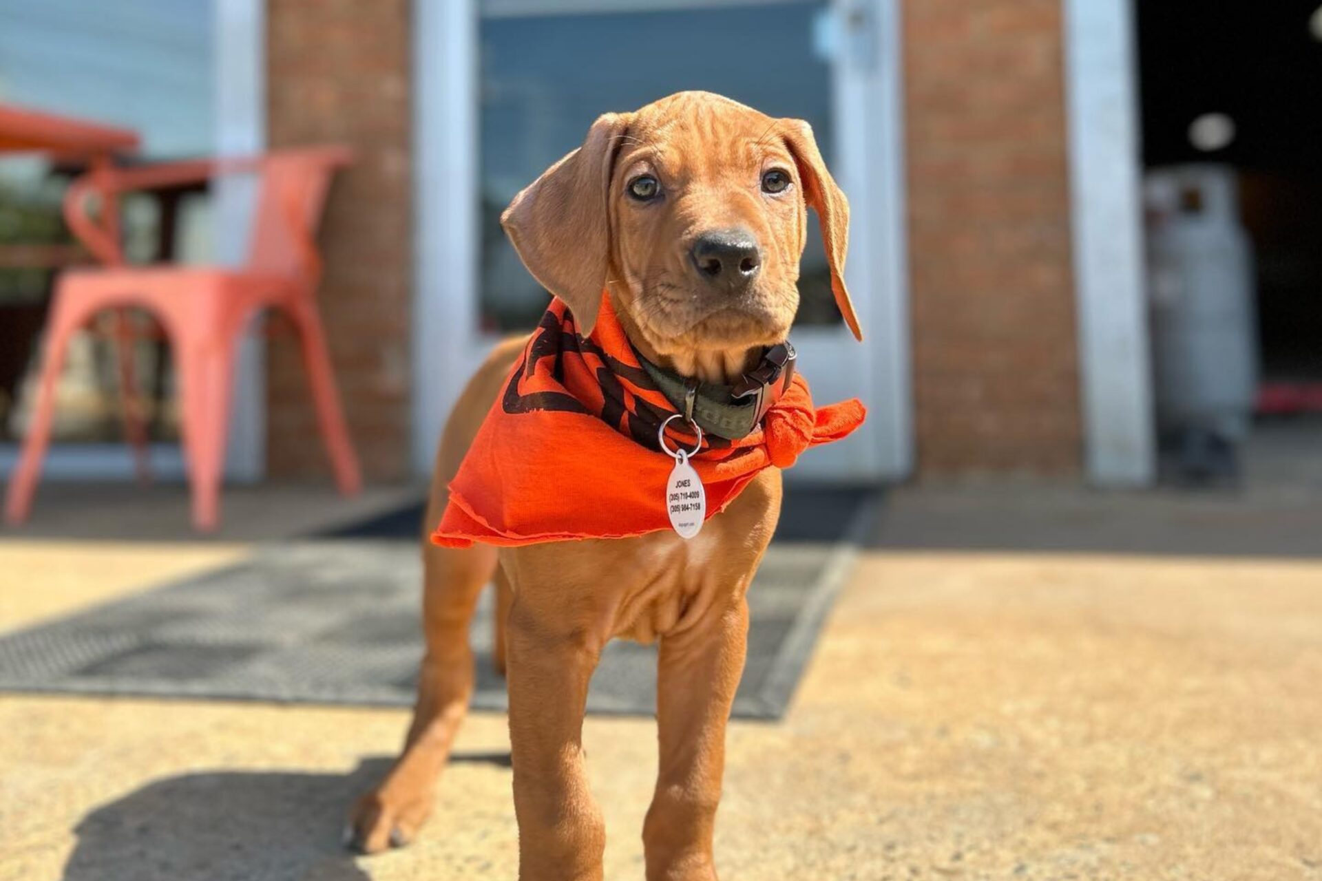 Falcone Crawl Space & Structural Repair | Foundation Experts