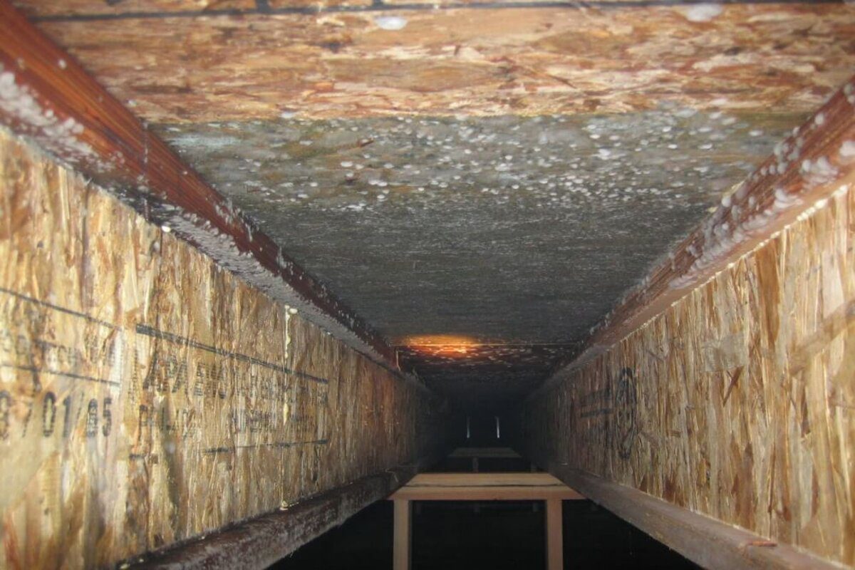 Signs You May Have Fungal Growth In Your Crawl Space